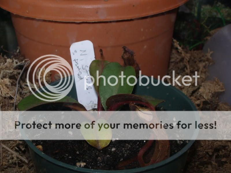 Updated photos of all my active plants - FlyTrapCare Forums